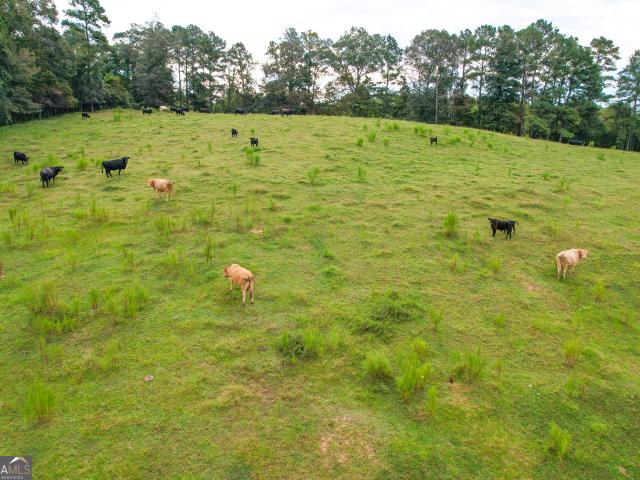 60 +/ Acres at 295 J Davis Road
