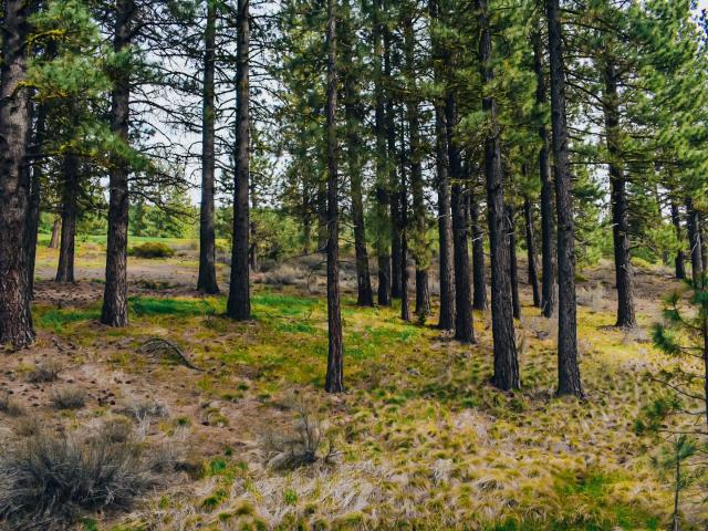 614 Sun Burst, Clio, CA 96106 | MLS #2600
