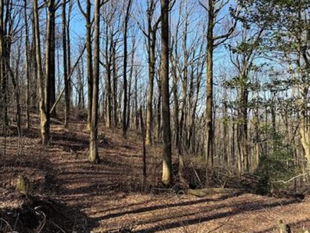 6180 Burnt Mountain Rd, Ellijay, GA 30536