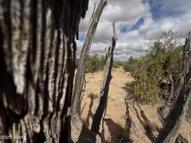 6625 N, Saint Johns, AZ 85936 MLS 255500
