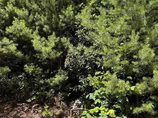 66 Boone Cove Rd, Zirconia, NC 28790