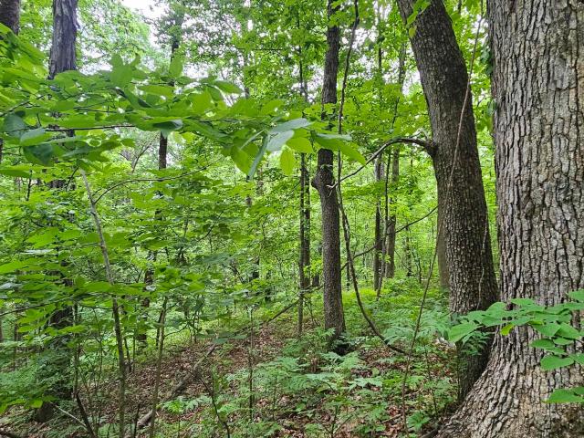 6+/ Acres County Road 250
