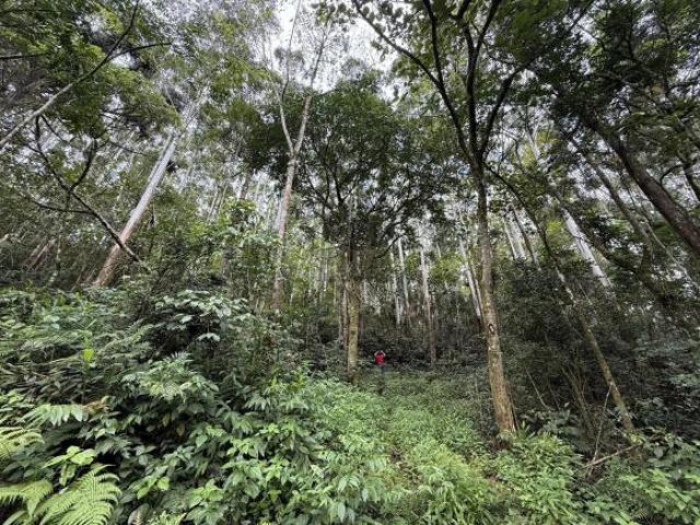 6 Áreas para Extração de Eucalipto, mais de 60 hectares plantados