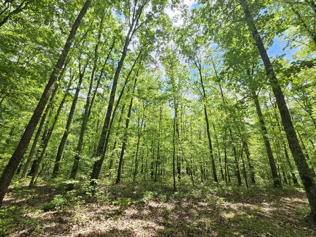 6 Beechwood Trail