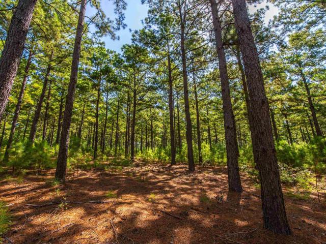 6 Hwy 155 Frankston, TX 75763 | MLS #24011