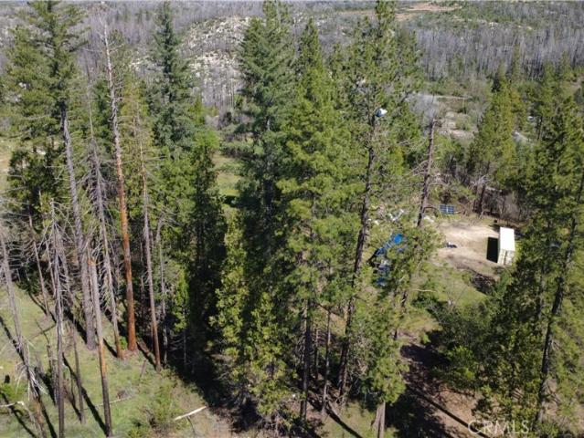 6 Sugar Pine