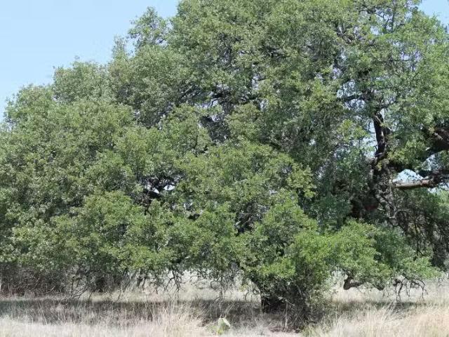 7048 Co Rd 589, Brownwood, TX 76801 MLS 20913542