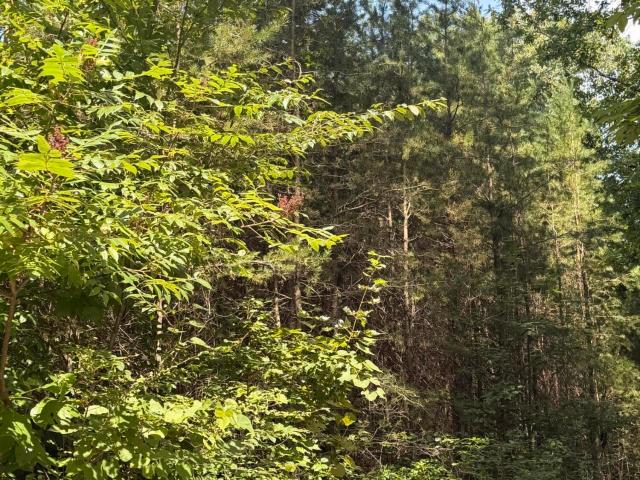 704 Windstone Drive