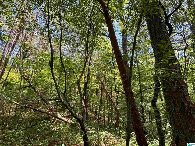 7454 Narrows Road # 3.29+/ Ac