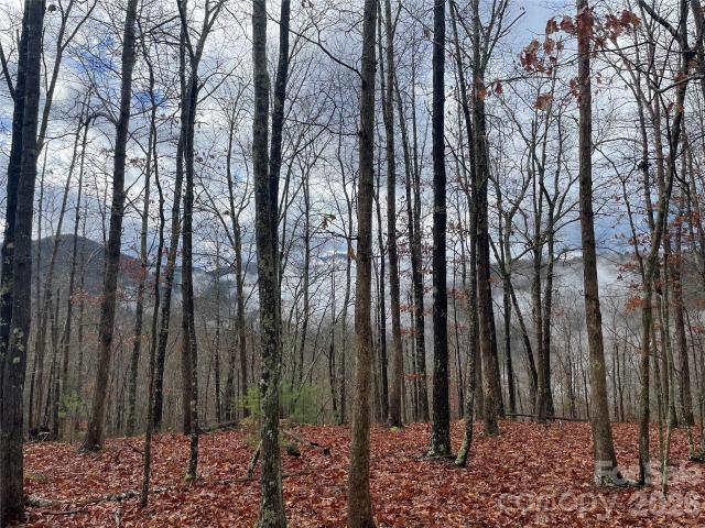 75 Wild Turkey Loop # 31