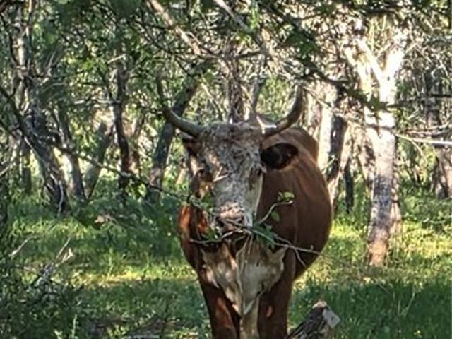 766 Rawhide Rd, Seguin, TX 78155