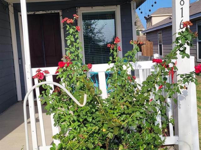 7816 Ruellia Road