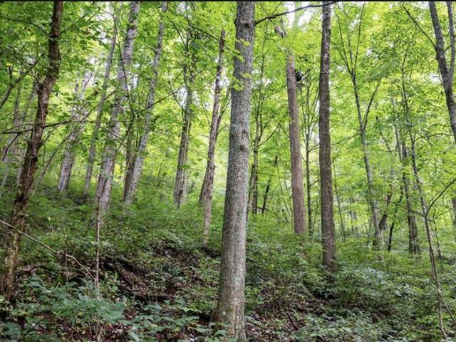 786 Wilson Run Rd, Pine Grove, WV 26419