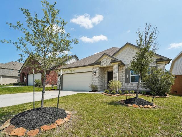 788 Yellow Birch