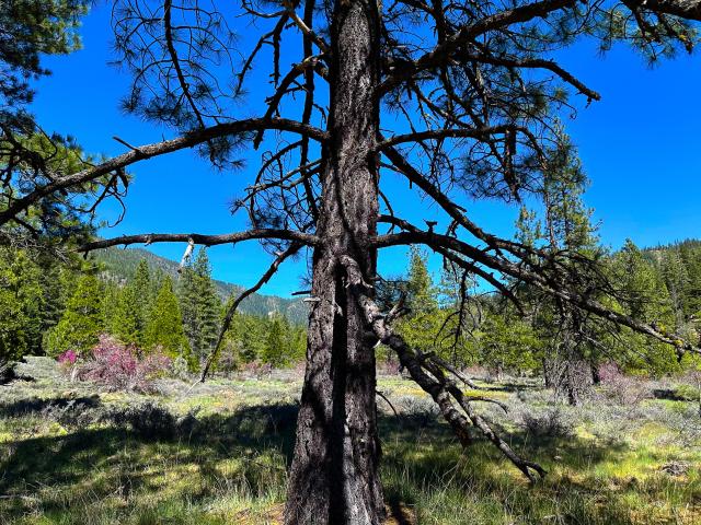 79402 California Hwy 3