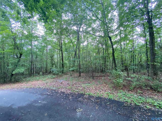 7 Bear Creek Trail