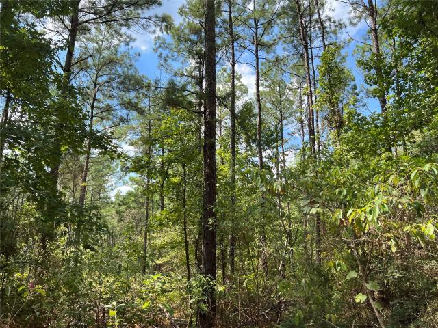 7 Fm 247, Huntsville, TX 77320 | MLS #91511