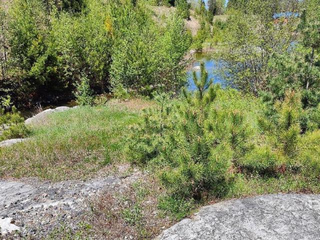 80036 Sweet Fern Loop