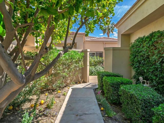 80679 Oak Tree