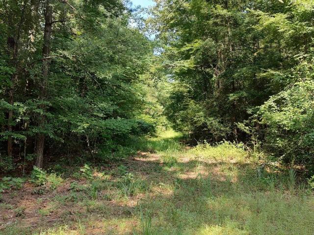 80 acres Calhoun 199 Road