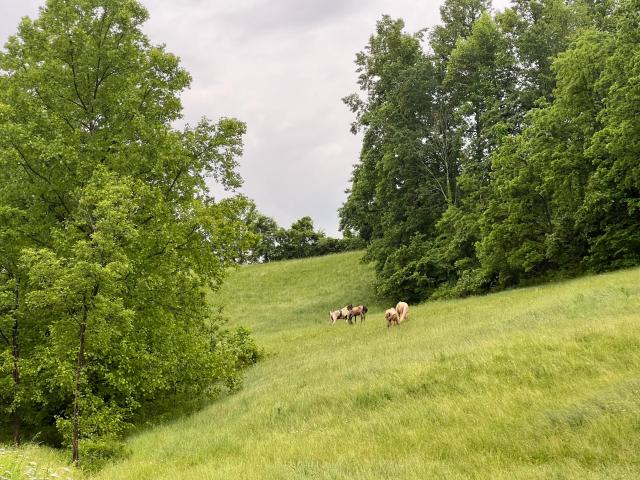 811 Glen Lawson Road