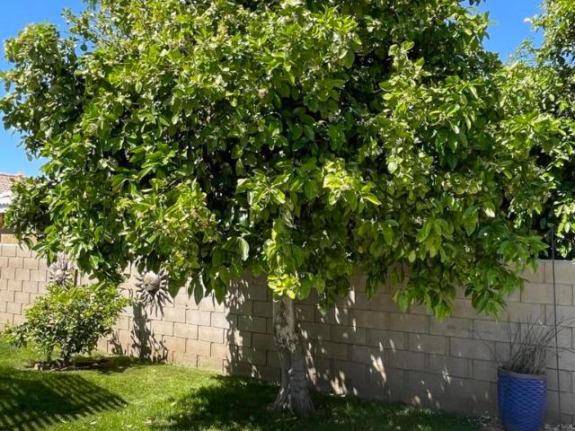 81620 Avenue 49 209b