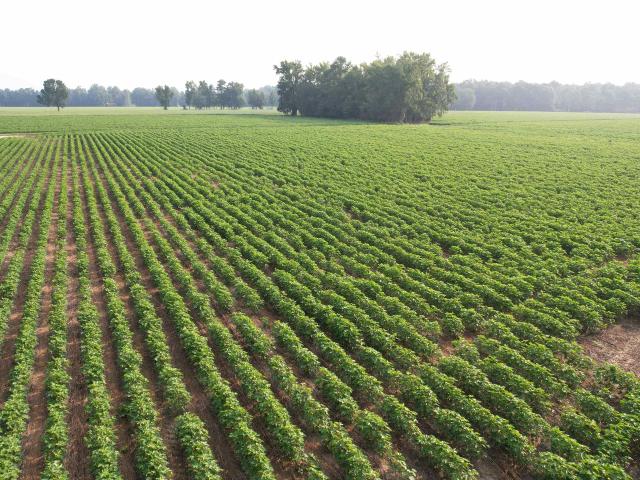 81.30 Acres Blackberry Rd