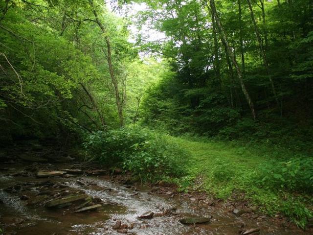 8321 Leonard Cordova Rd, Renick, WV 24966