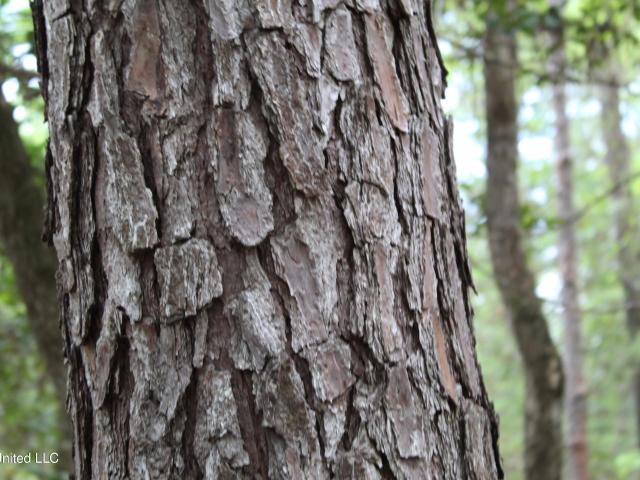 87.6 Acres Rousanville Rd, Leakesville, MS 39451 | MLS #4110