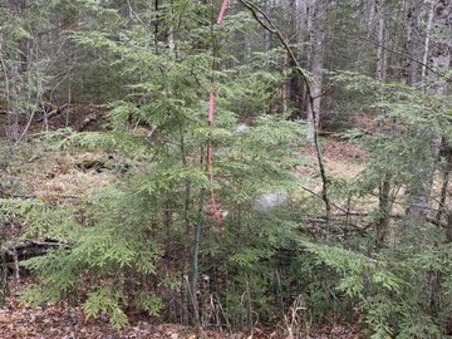 84 Vernon Avenue Lot Also on Oak Cir Lots 103 & 104, Haverhill, NH 03765