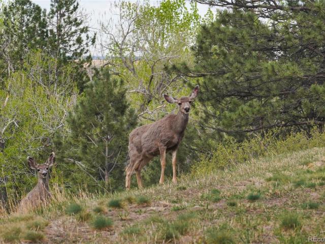 8664 Middle Fork