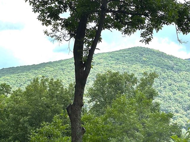 867 shamokin springs trl