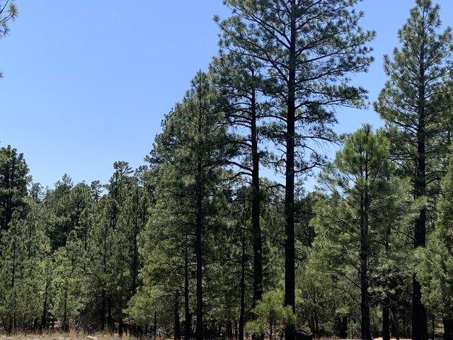 8761 8 Mogollon Trl, Happy Jack, AZ 86024
