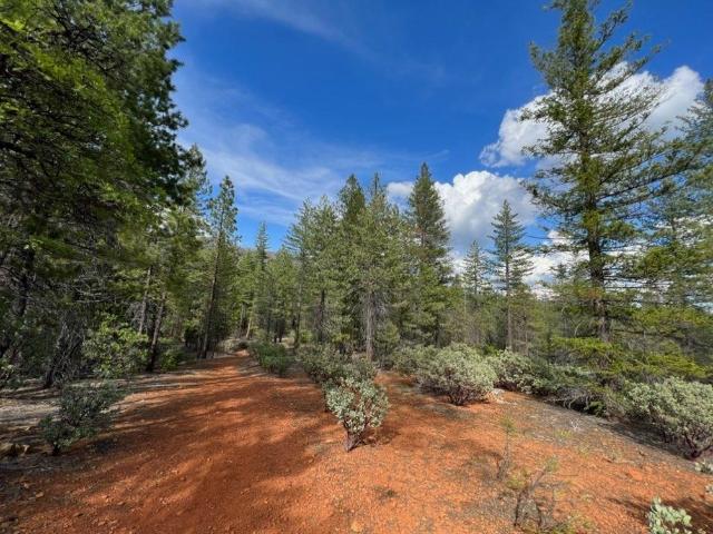 876 Blue Knoll Rd, Greenville, CA 95947 | MLS #20240