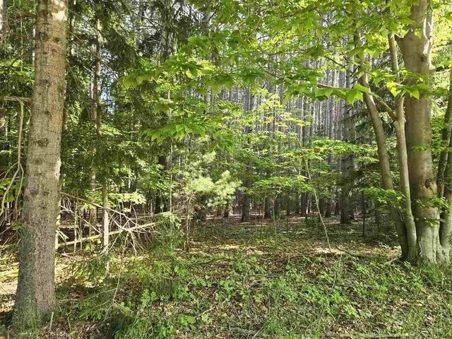 8869 Ferry Rd, East Jordan, MI 49727