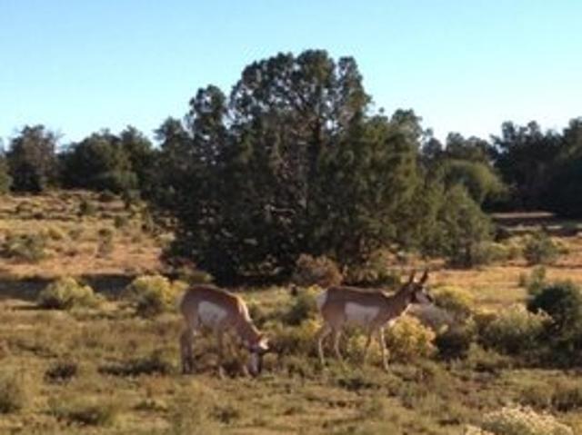8913 Water Tank Cir Lot A, Williams, AZ 86046