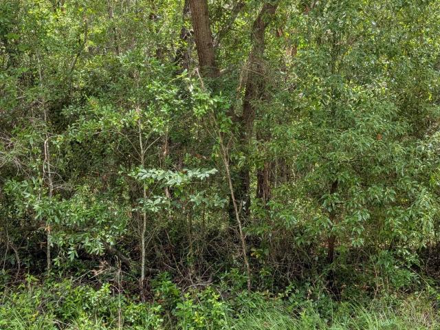 8989 N Conch Ter, Dunnellon, FL 34434 | MLS #R11099