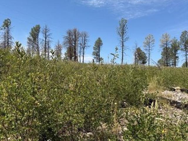 8 Movac Loop, Timberon, NM 88350