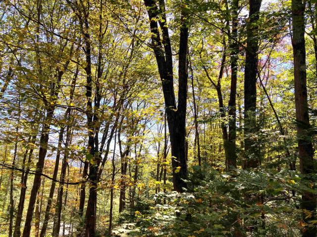 8 Little Bend, Unit M175, Wilmington, VT 05363 | MLS #5063