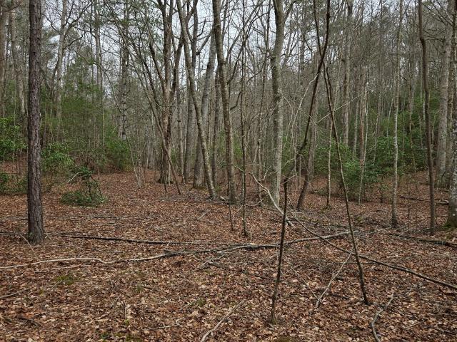 8.5 Blue Berry Ridge