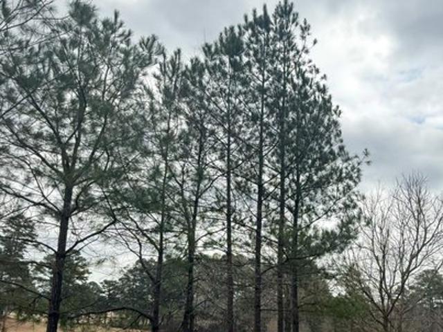 9040 Marsh Mountain Rd Lot 0, Pinson, AL 35126