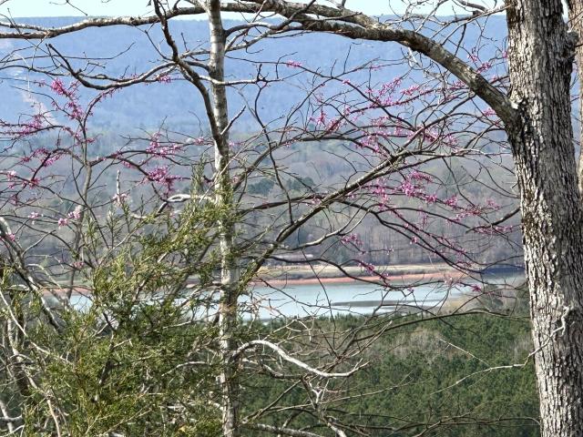 90+/ Acres Old Rhea Spring Road