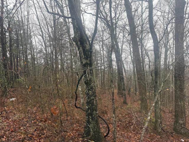 91 Acres Land Cains Creek Road