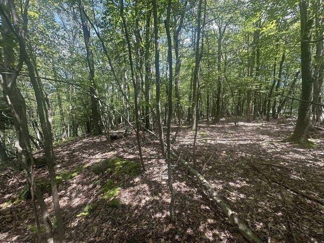 97 Daylily Court Moritz Section St Lot 97, Terra Alta, WV 26764