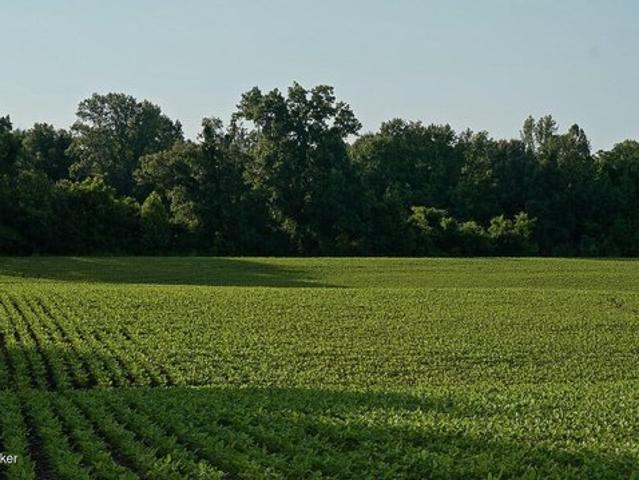 Ky 405, Maceo, KY 42355