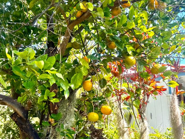 94 1726 Wakea Ave, Naalehu, HI 96772 | MLS #725617