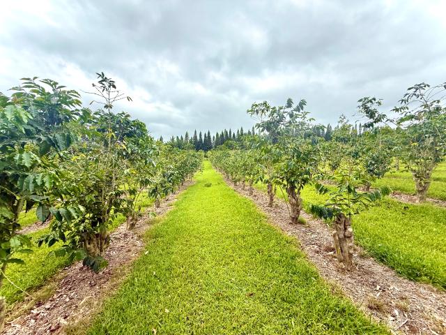 96 1970 Lot 65 Kumupea Rd, Pahala, HI 96777 | MLS #723957