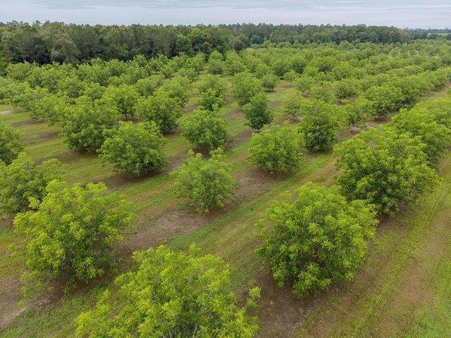 9953 Gravel Hl, Baconton, GA 31716