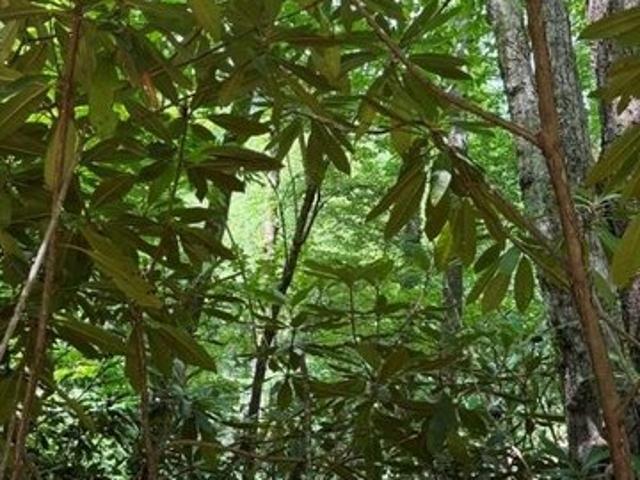 99999 NC 9 Hwy, Black Mountain, NC 28711