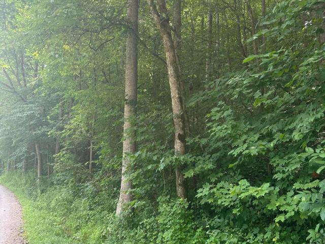 9999 May Fork Road